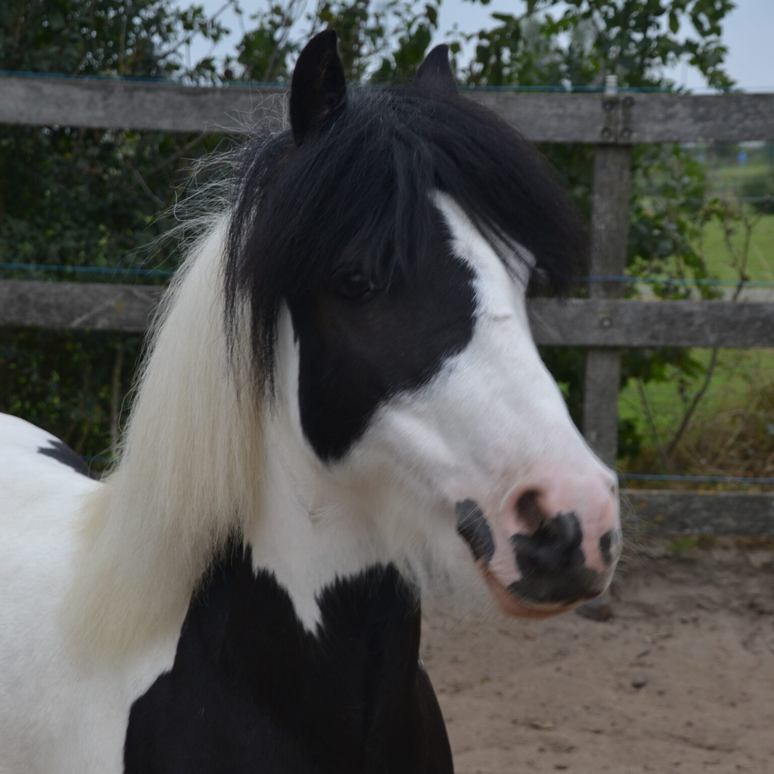 Onze paarden en pony's| Meers Paarden Centrum